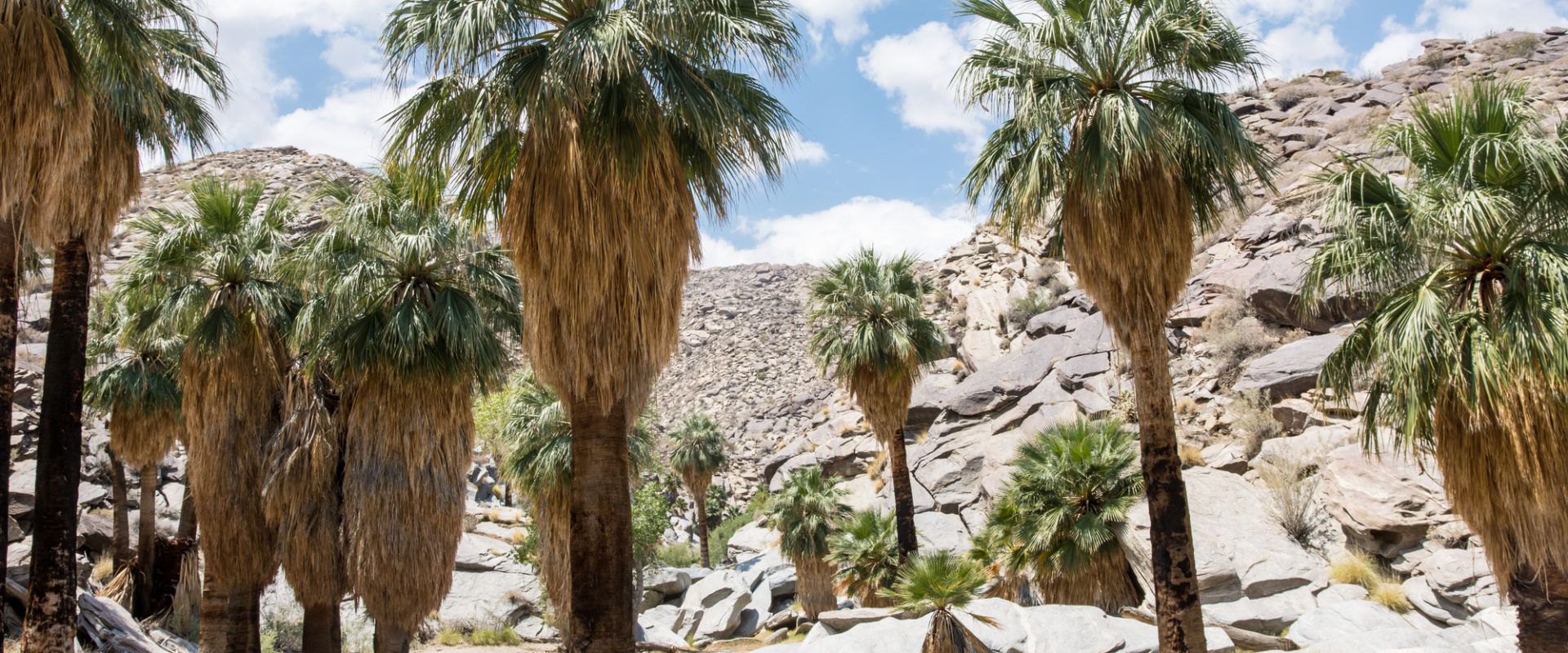 Best Photo and Photography Spots in Palm Springs | Localgrapher