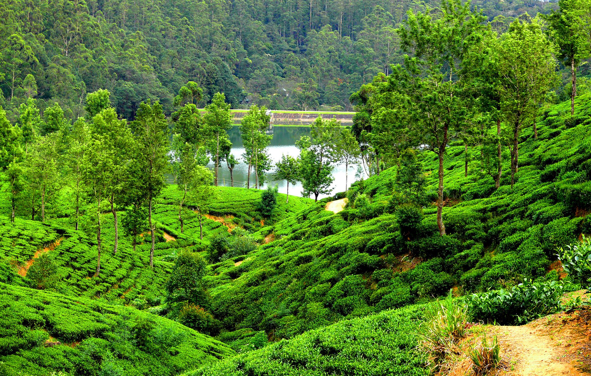 Bois Chéri Tea Plantation & Other Top Photo Spots in Mauritius ...