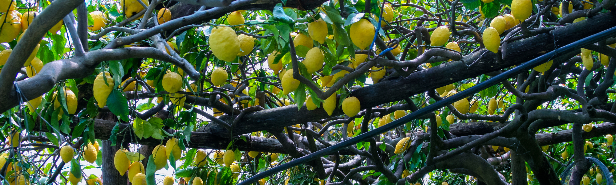 Lemon Groves & Vineyards & Other Top Photo Spots in Ravello | Localgrapher